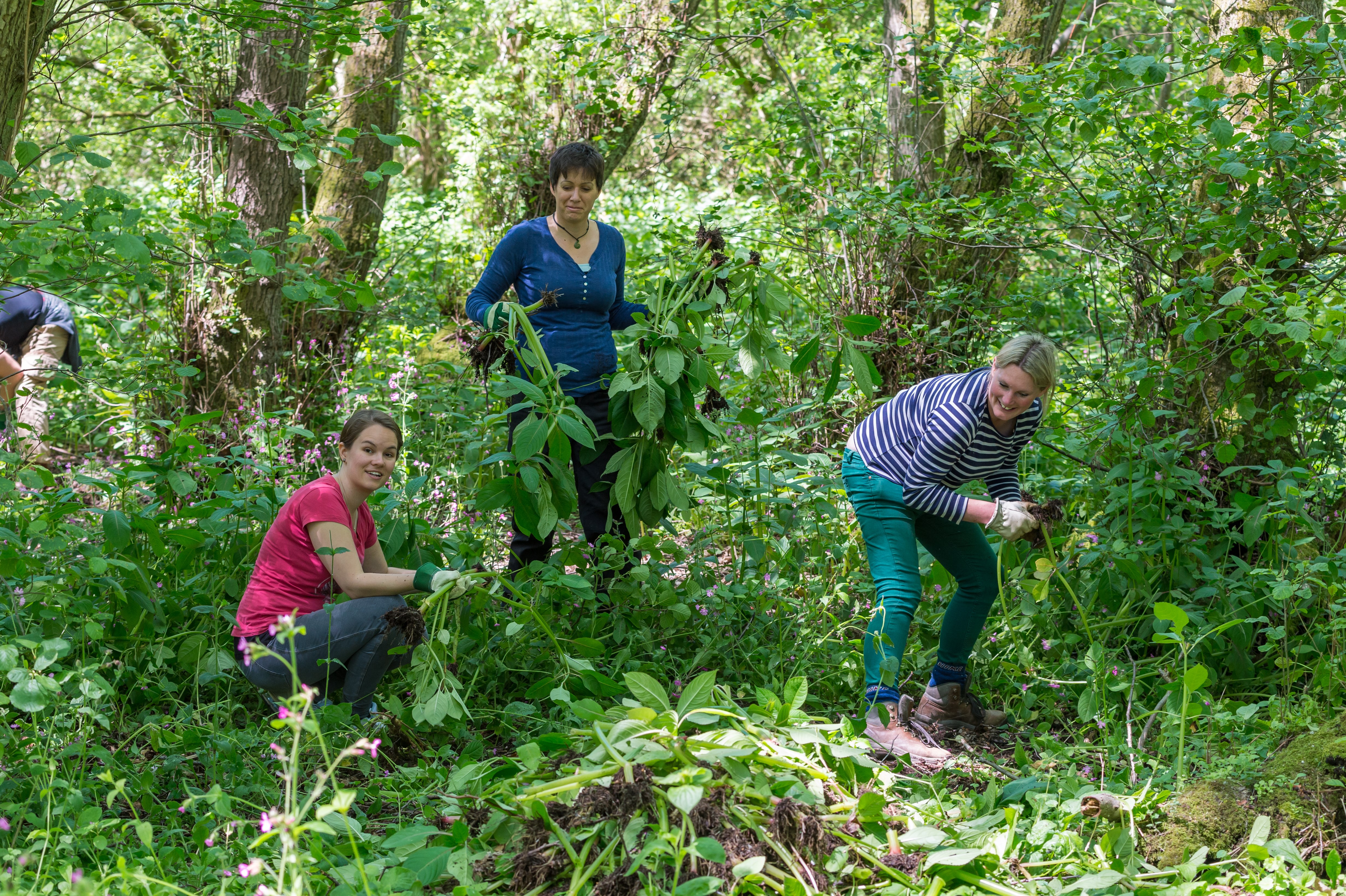 RSPB - Himalayan Balsam Pulling | Neighbourly