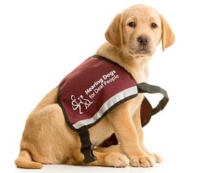 Hearing Dogs for Deaf People | Neighbourly