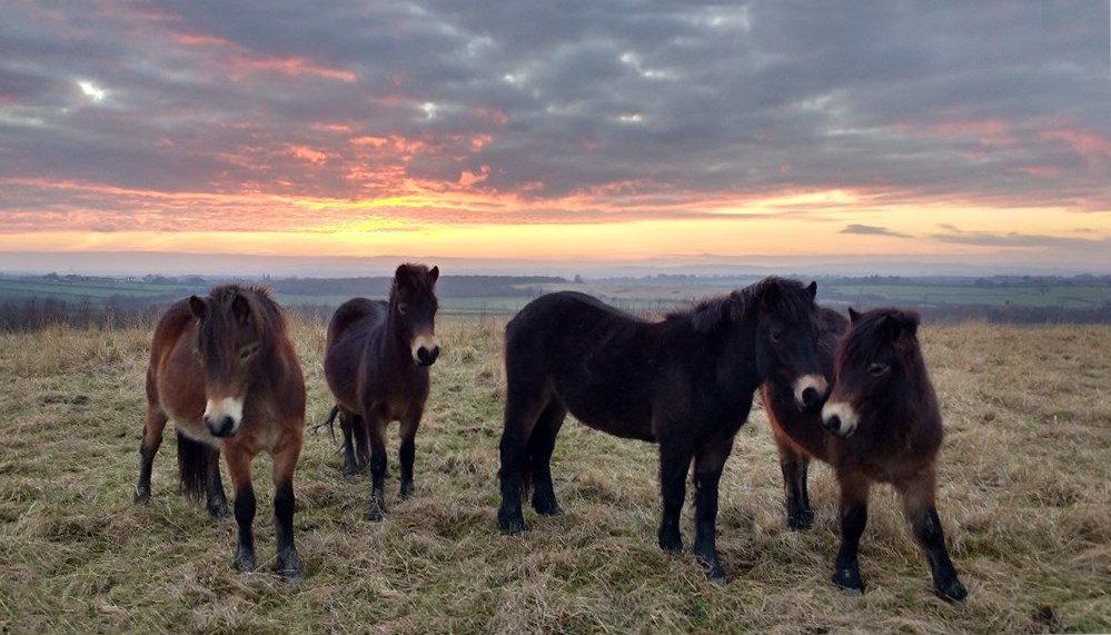 Durham Wildlife Trust | Neighbourly