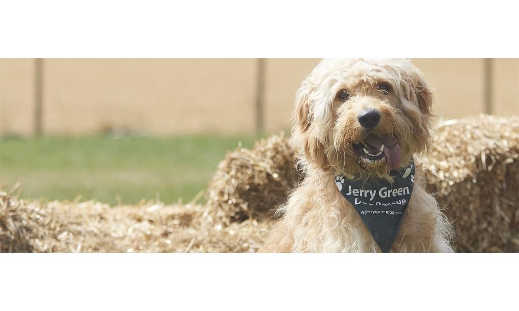 Jerry Green Dog Rescue | Neighbourly