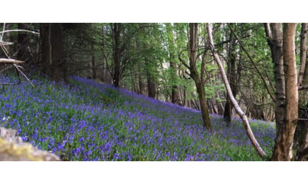 Viewpark Conservation Group | Neighbourly