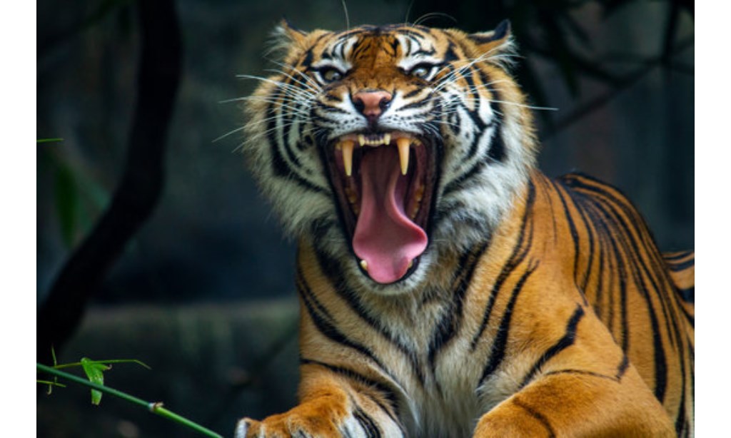 Silloth Rugby Football Club | Neighbourly